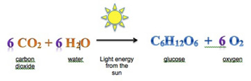 Photosynthesis: Definition & Reactions | Study.com