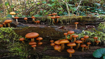 Ecological Niche | Definition, Types & Examples - Lesson | Study.com