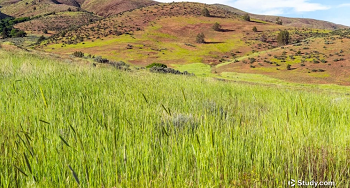 Steppe Climate | Definition, Types & Examples - Lesson | Study.com