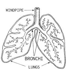 Bronchial Rupture: Signs & Diagnosis | Study.com