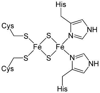 Nutritional Requirements for Cells: Elements & Roles - Biology Class ...
