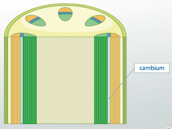 Cambium Tissue | Definition, Types & Function - Lesson | Study.com