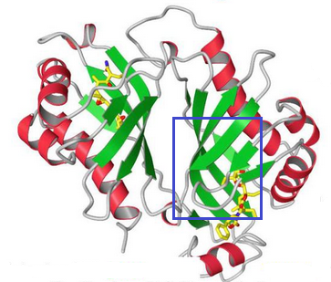 Naming an Element of a Protein Secondary Structure from a Description ...