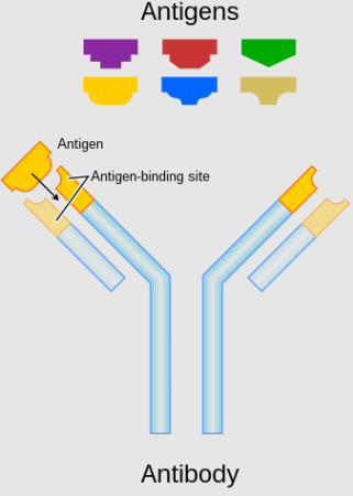Immunocytochemistry vs. Immunohistochemistry | Overview & Uses - Lesson ...