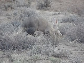 Aardvark Animal | Taxonomy, Habitat & Facts | Study.com