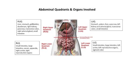 Organs Located In The Four Quadrants Of Quadrants Of