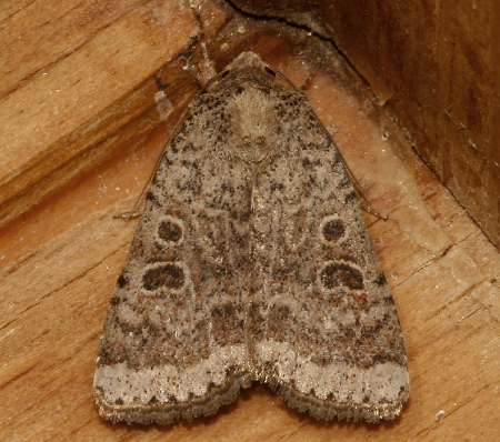 Lepidoptera Definition, Characteristics & Examples | Study.com