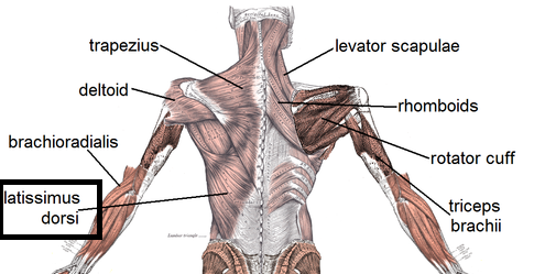 Flashcards - Back Muscles List & Flashcards | Study.com