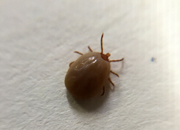 Arbovirus: Definition, Classification & Diseases | Study.com