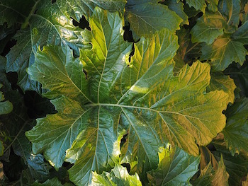 Acanthus Leaves: Architecture, Design & Symbolism | Study.com