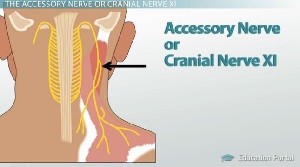 Cranial Nerves: The Vagus Nerve and its Functionality - Video & Lesson ...