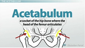 Pelvis | Definition, Anatomy & Functions - Lesson | Study.com