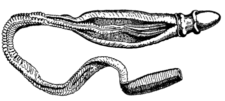 Invertebrates | Definition, Types & Examples - Lesson | Study.com