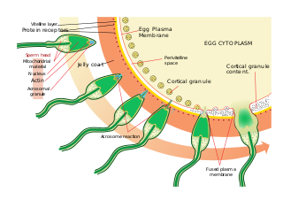 Acrosome | Reaction, Function & Enzymes - Lesson | Study.com