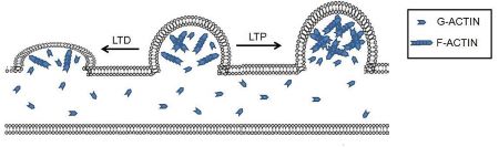 Actin Filaments | Definition, Function & Structure - Lesson | Study.com