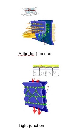 Comparing the Different Attributes of Cell Membrane Embedded Proteins ...