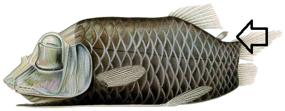 Flashcards - Fish Anatomy Flashcards | Study.com