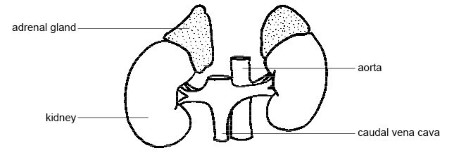 Adrenaline Definition, Importance & Effects | Study.com