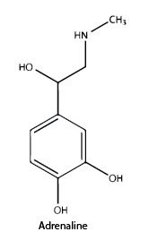 Beta Adrenergic Blockers | Definition, Uses & Side Effects | Study.com