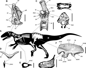 Bird Bone Structure, Anatomy & Facts - Lesson | Study.com