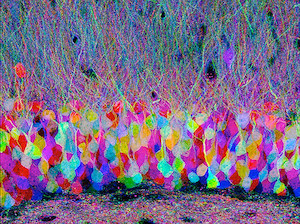 Transverse Sections of Living & Non-Living Things | Study.com