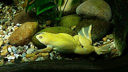 Hermaphrodite | Definition, Reproduction & Examples - Lesson | Study.com