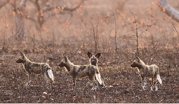 African Wild Dog Facts: Lesson for Kids | Study.com