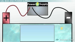 Agarose Gel Electrophoresis | Uses, Steps & Procedure - Lesson | Study.com