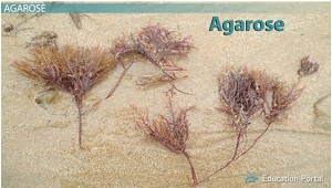 Agarose Gel Electrophoresis | Definition, Uses & Structure - Lesson ...