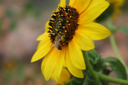 Perfect Flower Definition, Pollination & Examples - Lesson | Study.com