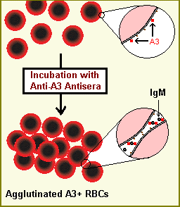 Serotype | Definition, Classification & Examples | Study.com