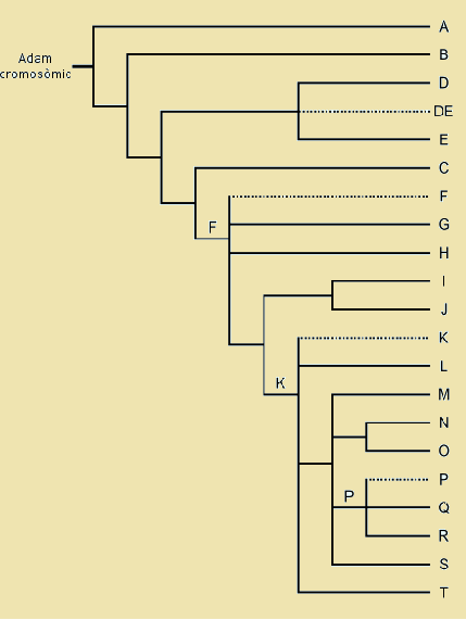 Comparing Traits and Molecular Data to the Structure of a Phylogenetic ...