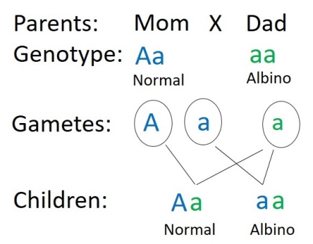 A mom has the genotype Aa and a dad has the genotype aa. a. What is the ...