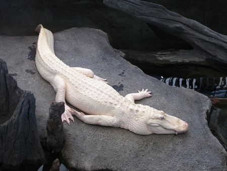 Albinism Definition, Symptoms & Side Effects | Study.com