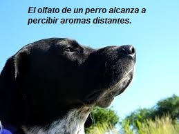 Alcanzar: Conjugation & Translation | Study.com