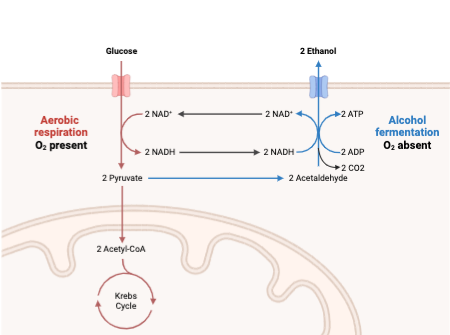Predicting the Amount of ATP Produced from Glucose under Anaerobic ...
