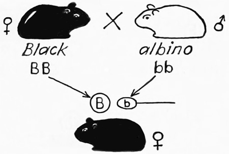 Recessive Trait: Examples | What is a Recessive Gene? - Lesson | Study.com