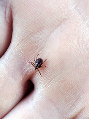 Ticks | Overview, Types & Species | Study.com