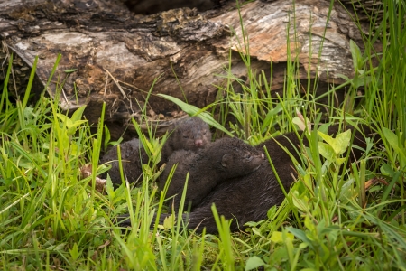 American Mink | Habitats, Diet & Reproduction | Study.com