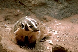 Badger Types, Habitat & Diet | Study.com