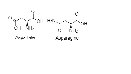 How do the structures of aspartate and asparagine differ? | Study.com