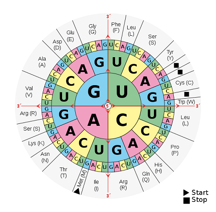 Predicting the Effects of Protein Sequence Mutation on Protein Function ...