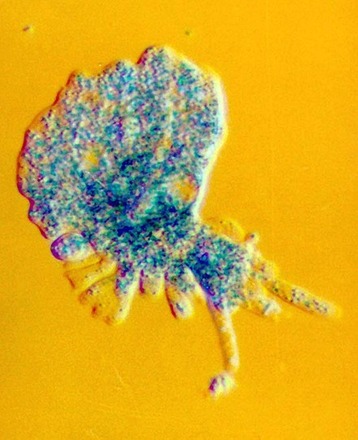 Protist Phylogenetic Tree | History, Function & Examples | Study.com