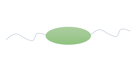 Amphitrichous Flagella | Overview, Arrangement Types & Examples ...