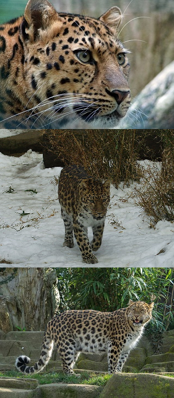 Amur Leopard Facts: Lesson for Kids | Study.com