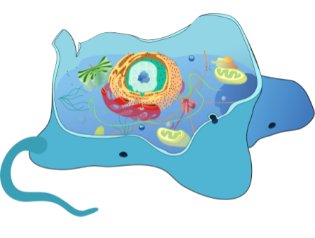 Analyzing the Structure of Organelles & Its Relation to Its Function ...