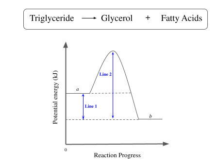 Analyzing the Role of Energy in the Making and Breaking of Polymers ...