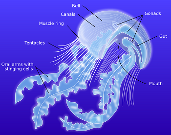Box Jellyfish Anatomy Movement Adaptations Study
