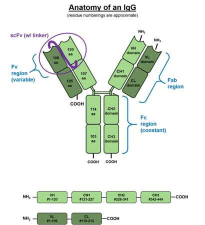 Antibodies | Classes, Types & Function - Lesson | Study.com