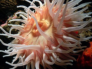 Radial Symmetry in Animals | Definition & Examples - Lesson | Study.com